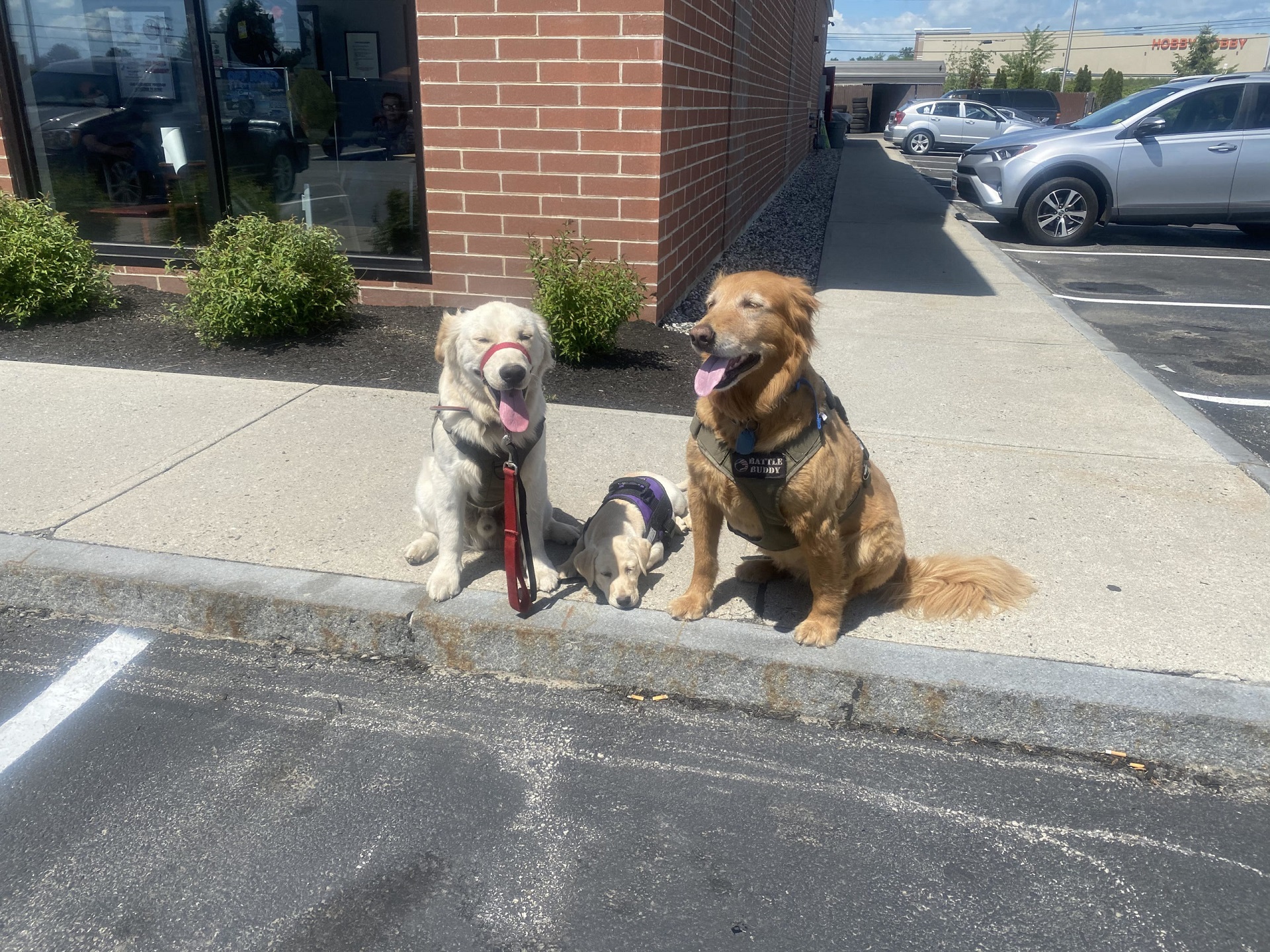 Mission Working Dogs Trains Purpose-bred Service Dogs